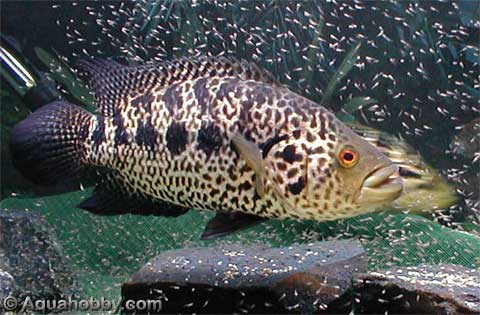 UPT LABORATORIUM KESEHATAN IKAN DAN LINGKUNGAN (UPT PBAT UMBULAN ...