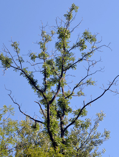 Department of Plant Sciences: Bioscience boost to battle ash dieback