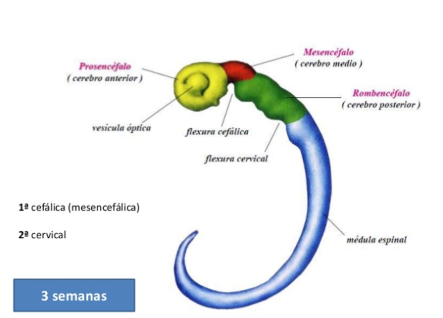 LA FORMACIÓN Y CIERRE DE LA PLACA NEURAL.