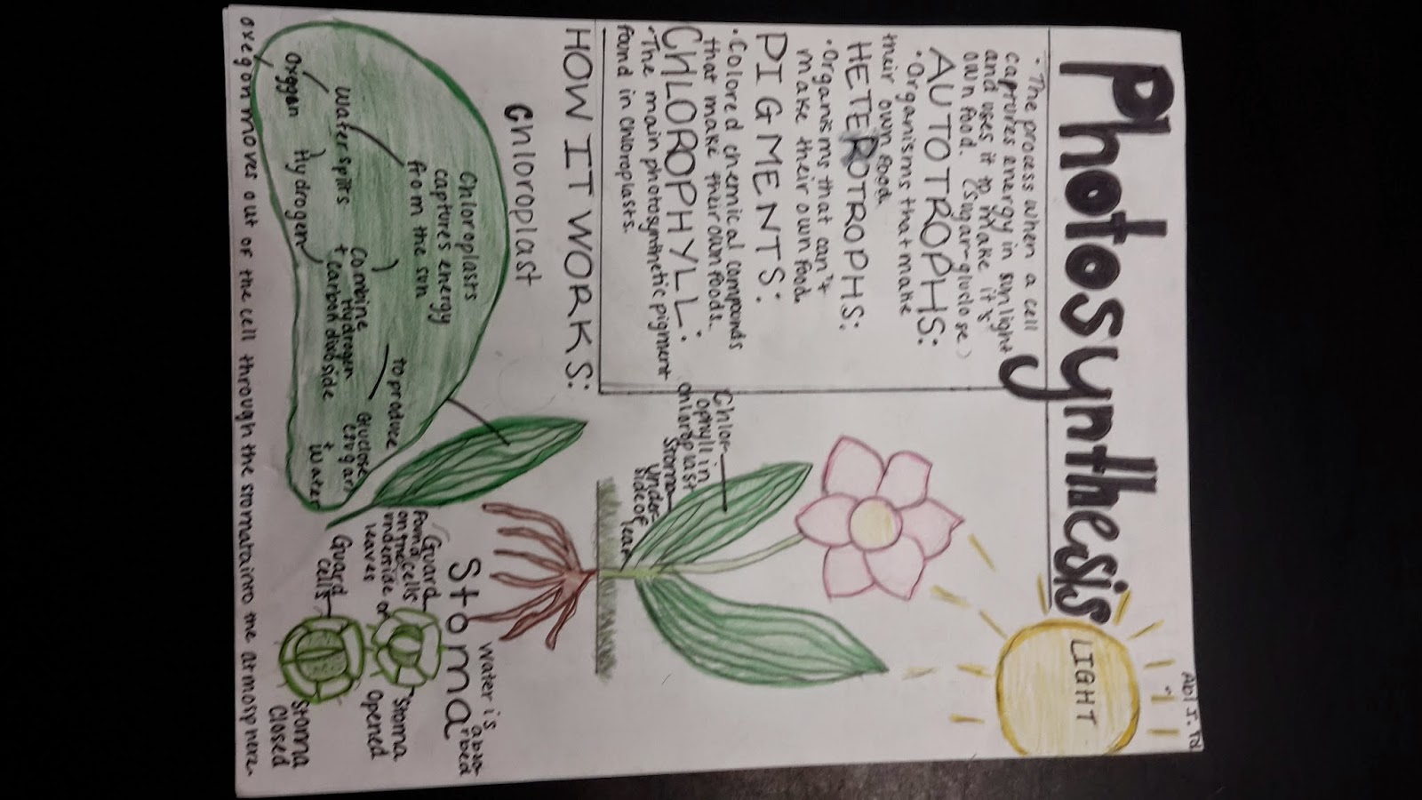 7th Grade Science 2014-2015: Photosynthesis Activity - Comic or Job ...