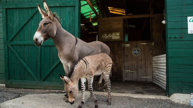 Arquivos do Insólito: Ufologia, Criptozoologia, Fenômenos Anômalos ...