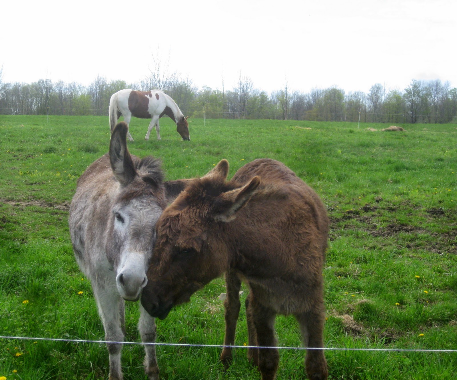 The Dancing Donkey: A Donkey Day