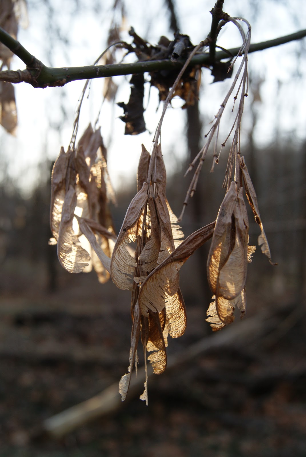 subjectiveday: and finally, the indehiscent fruits