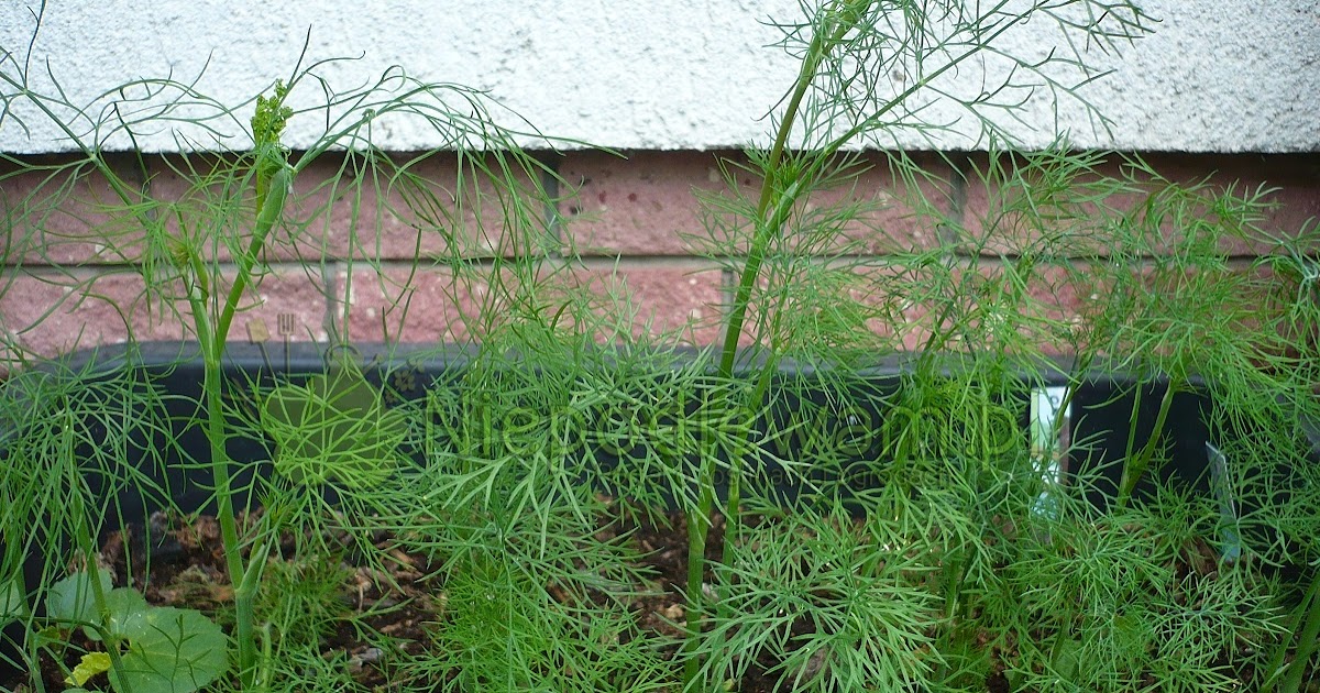 niepodlewam: Koper ogrodowy – jak uprawiać w donicach