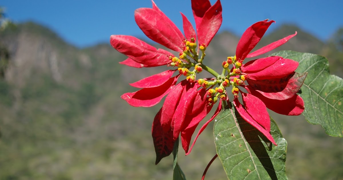 Flower Tales: Cyathium, the astounding performer