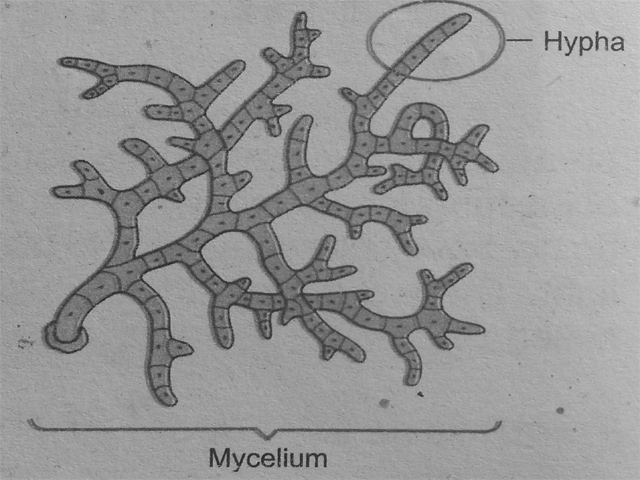 The General Characteristics of Fungi - The Everyday Science