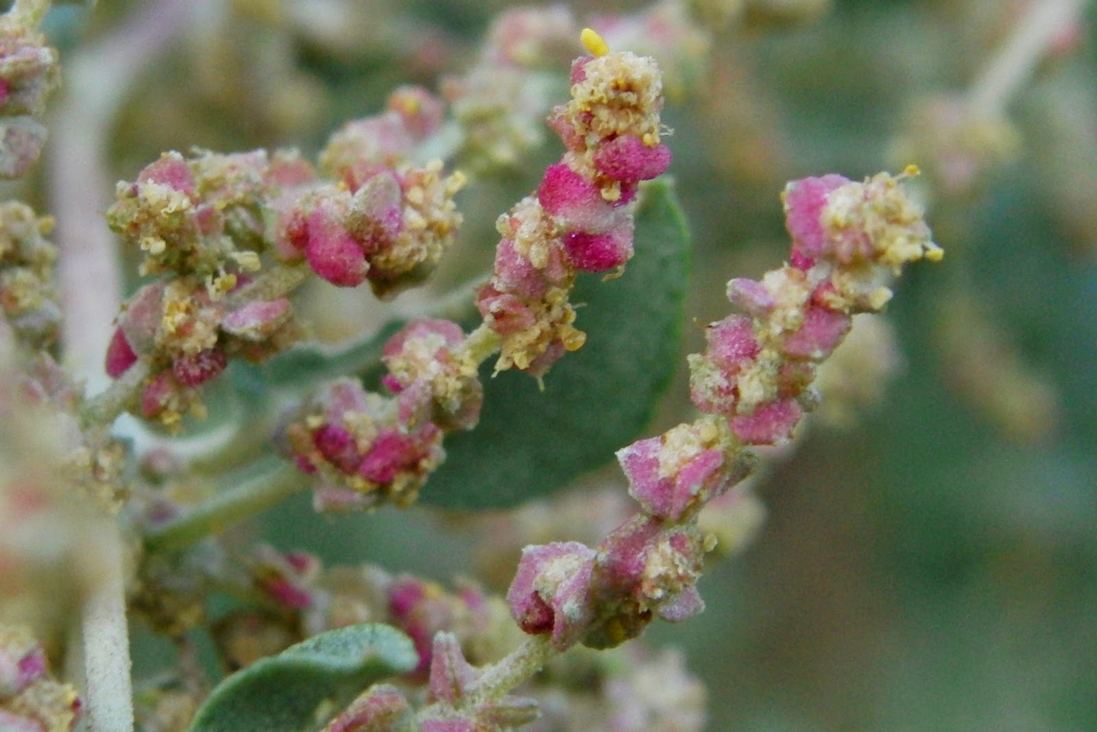 VILLENATURA: Atriplex halimus