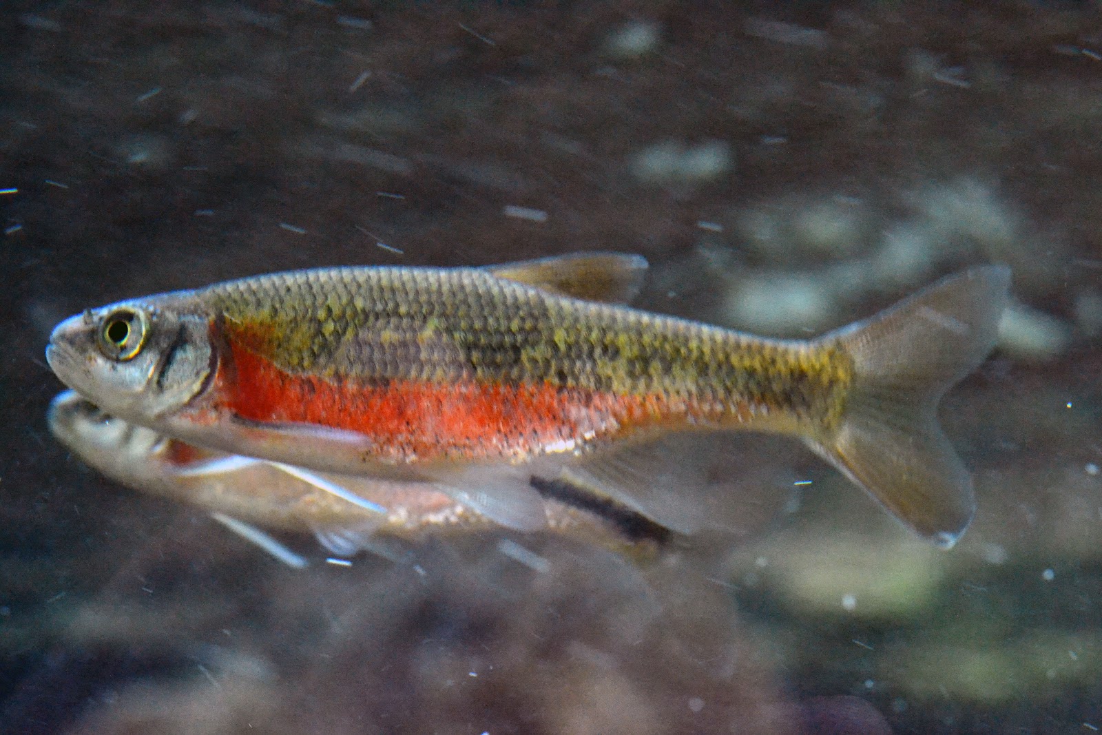 Virginia Fishes: Fall colors in fishes: darters, dace and others ...