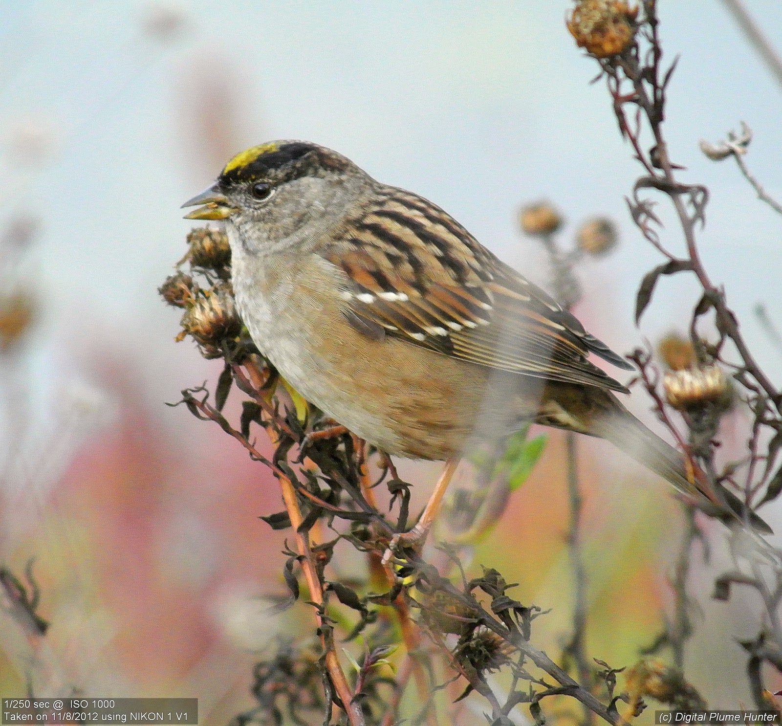 Hunting Digital Plumes in the US and Beyond: Bushtits and Crowned Sparrows