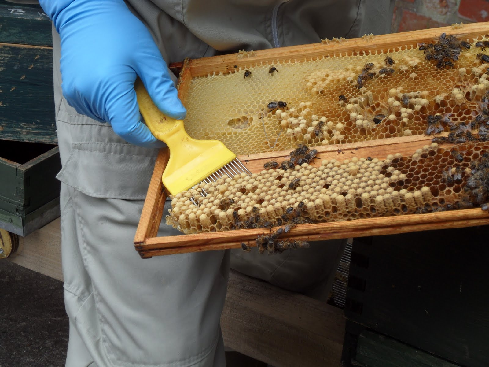 Top Bees: Bee Safari