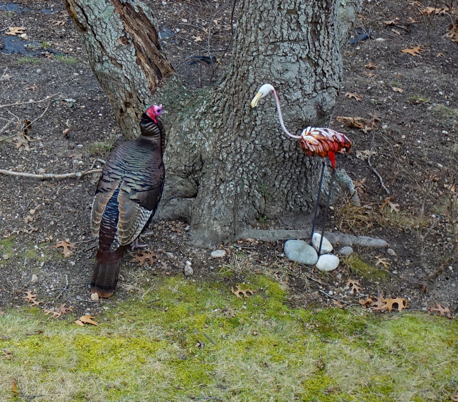 Joe's Retirement Blog: Winter on the Pond, Manomet, Plymouth ...