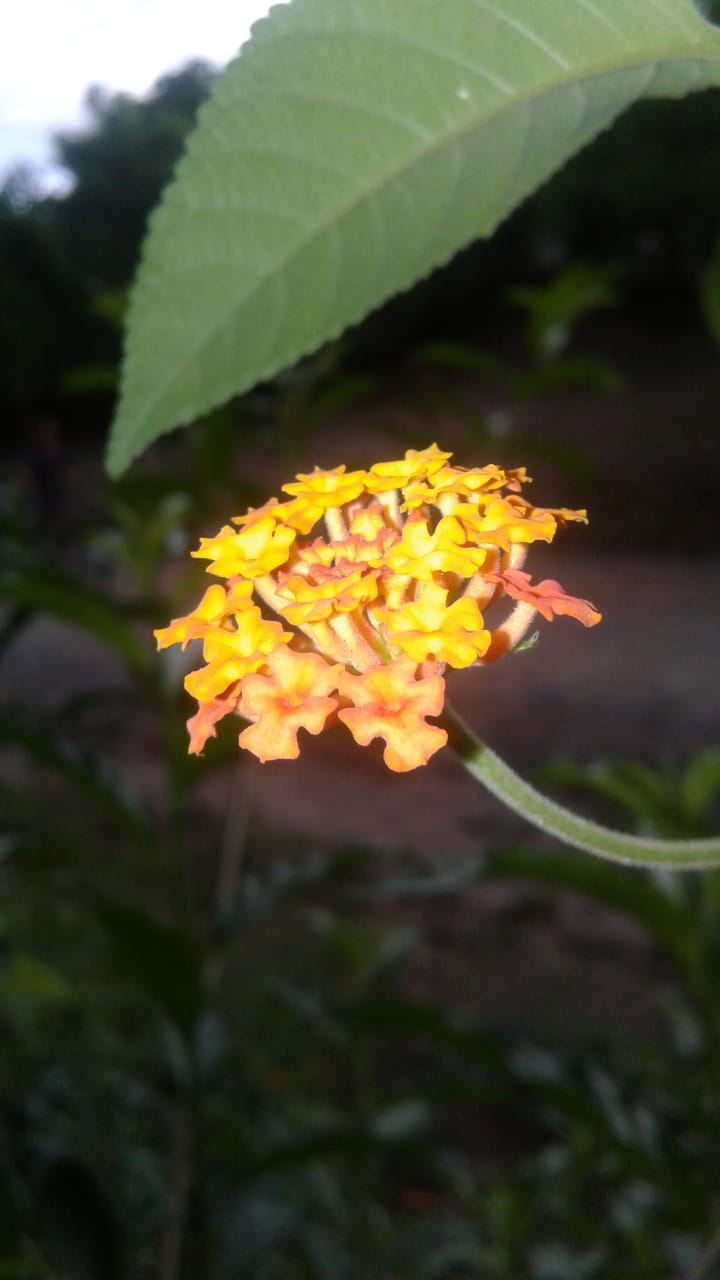 Galeria - Plantas de mi Jardín