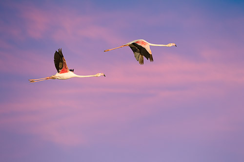 Scientia Antiquitatis: Sahara: Tunisia. Birdwatching nel Lago Ichkeul.