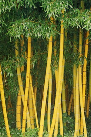 jual tanaman hias.jual bambu kuning panda.bambu jepang | LOVE GREEN