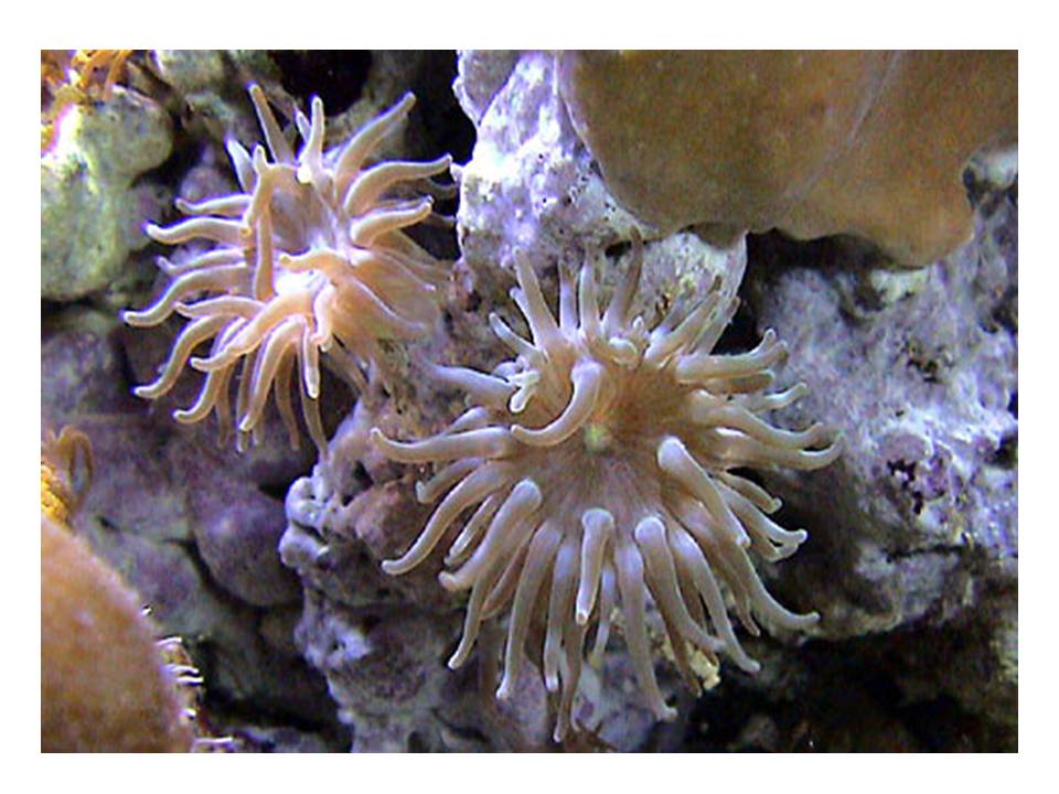 Infinite forme: Celenterati