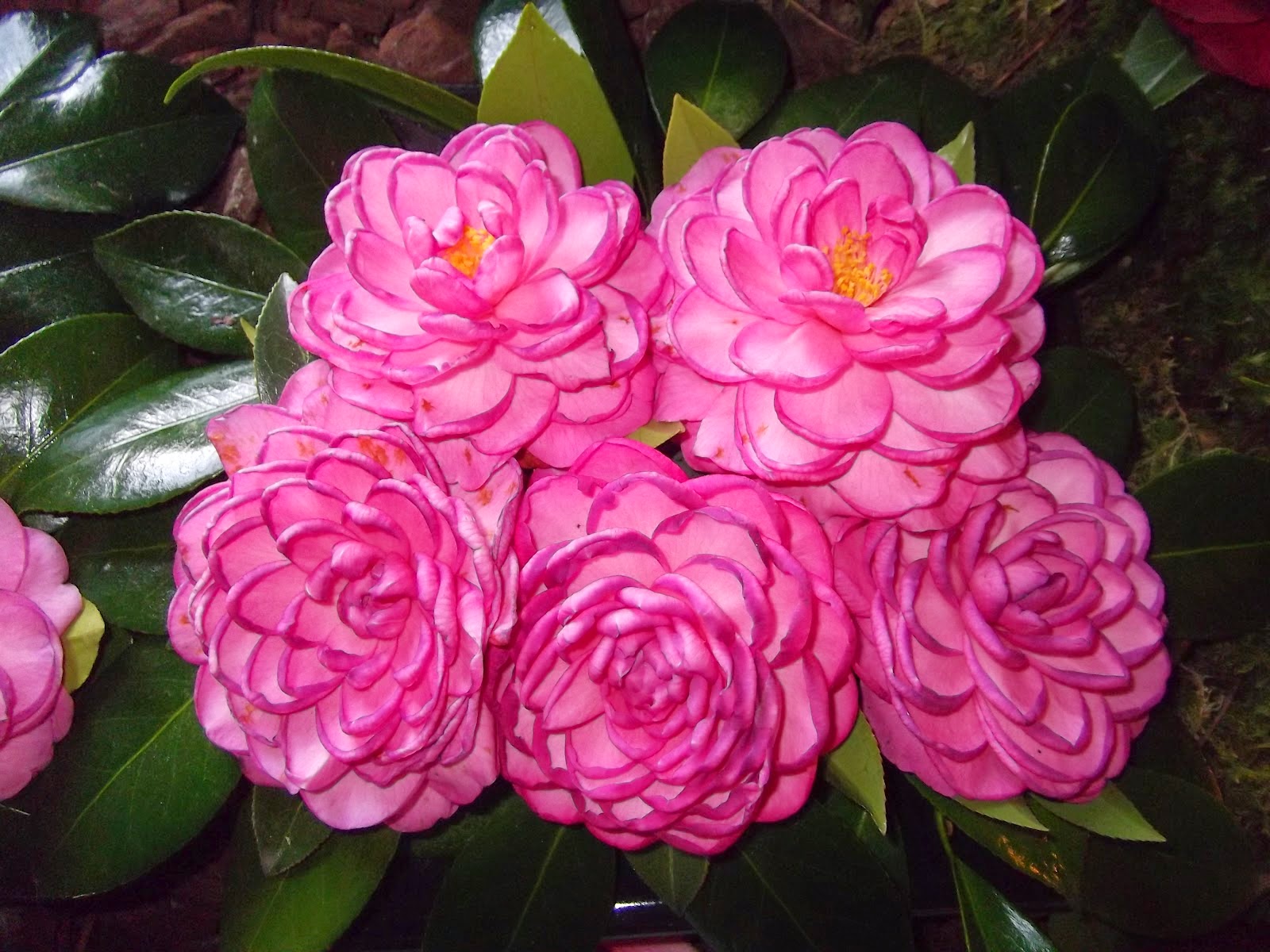 Flores Medellin: Flor Camelia...