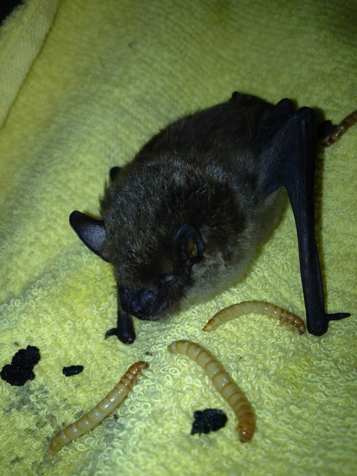 Baby Birder: Harry the Big Brown Bat