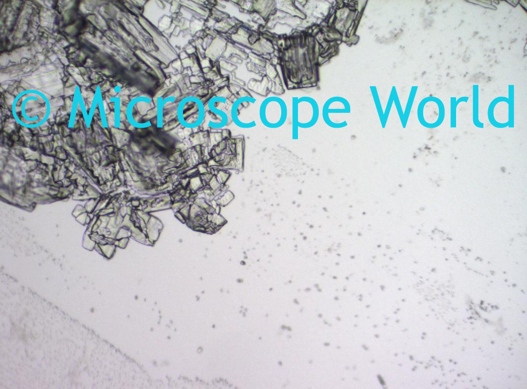 Microscope World Blog: February 2012