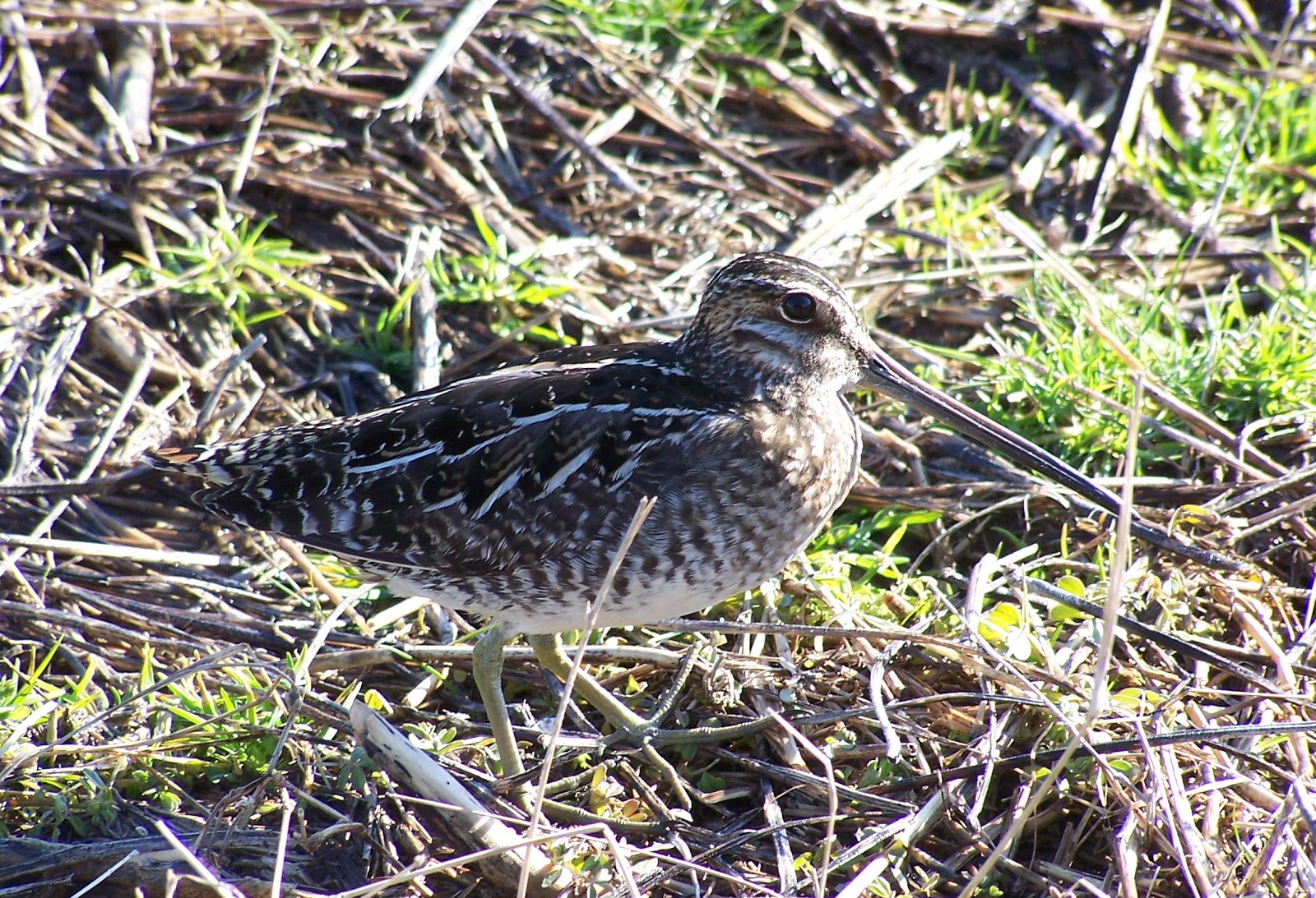 Coastal Virginia Wildlife Observatory: Wilson's Snipe