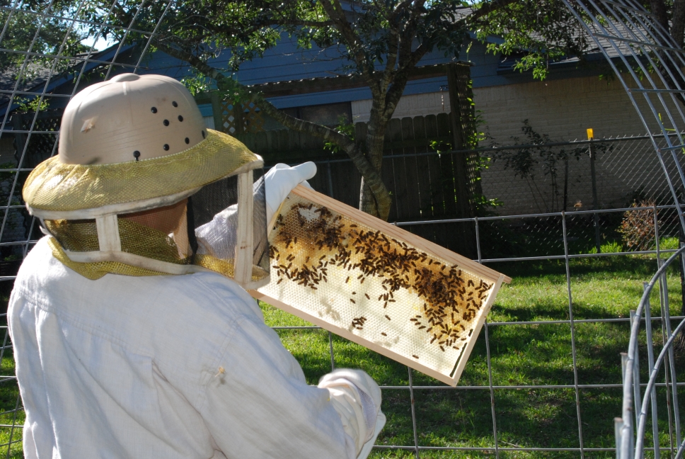 Lehmann Beekeeping and Apiary