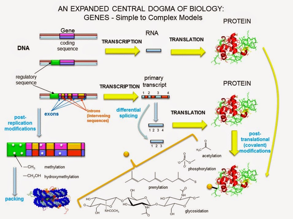 Apuntes de Evolución: Genes y genomas