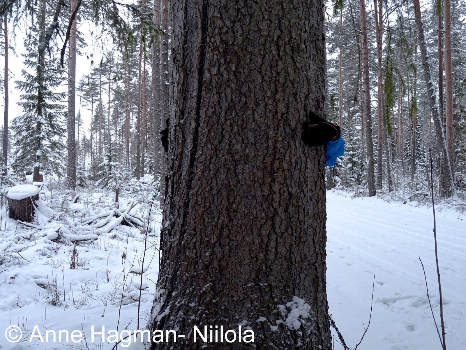 Annen jutut: ISO PUU big tree