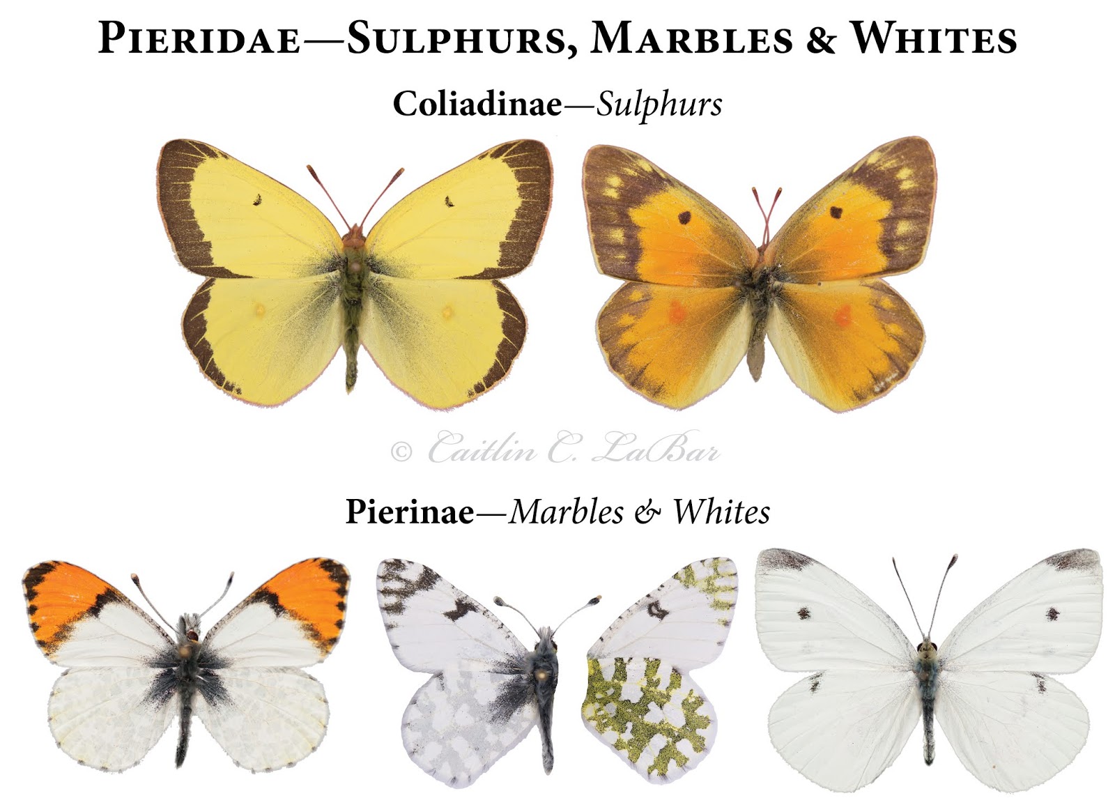 Northwest Butterflies: Naming Lepidoptera