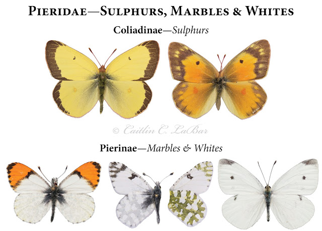 Northwest Butterflies: Naming Lepidoptera