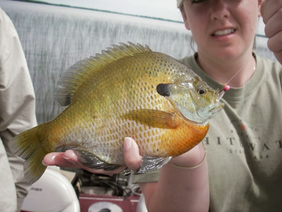 Slab Seeker Fishing: Overshadowed Bluegills- Slab Seeker Guide Service