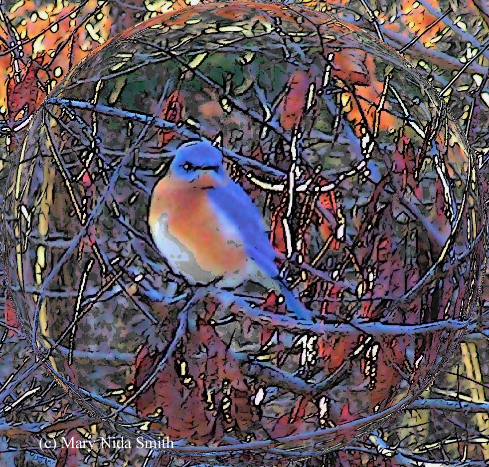 Mary Nida Smith's Books: Photographs by Mary Nida Smith