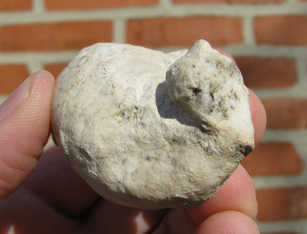 Views of the Mahantango: Diceras arietinum pelcypod from France