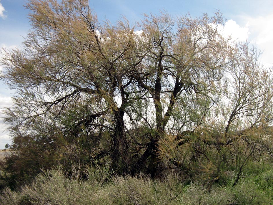 ASOCIACIÓN SALVATIERRA: Tarays en los Cabezos de Villena