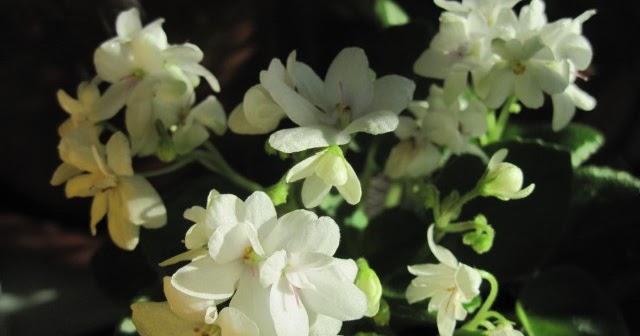 Всё о бегониях и не только...: Сенполия 'Optimara Little Crystal'