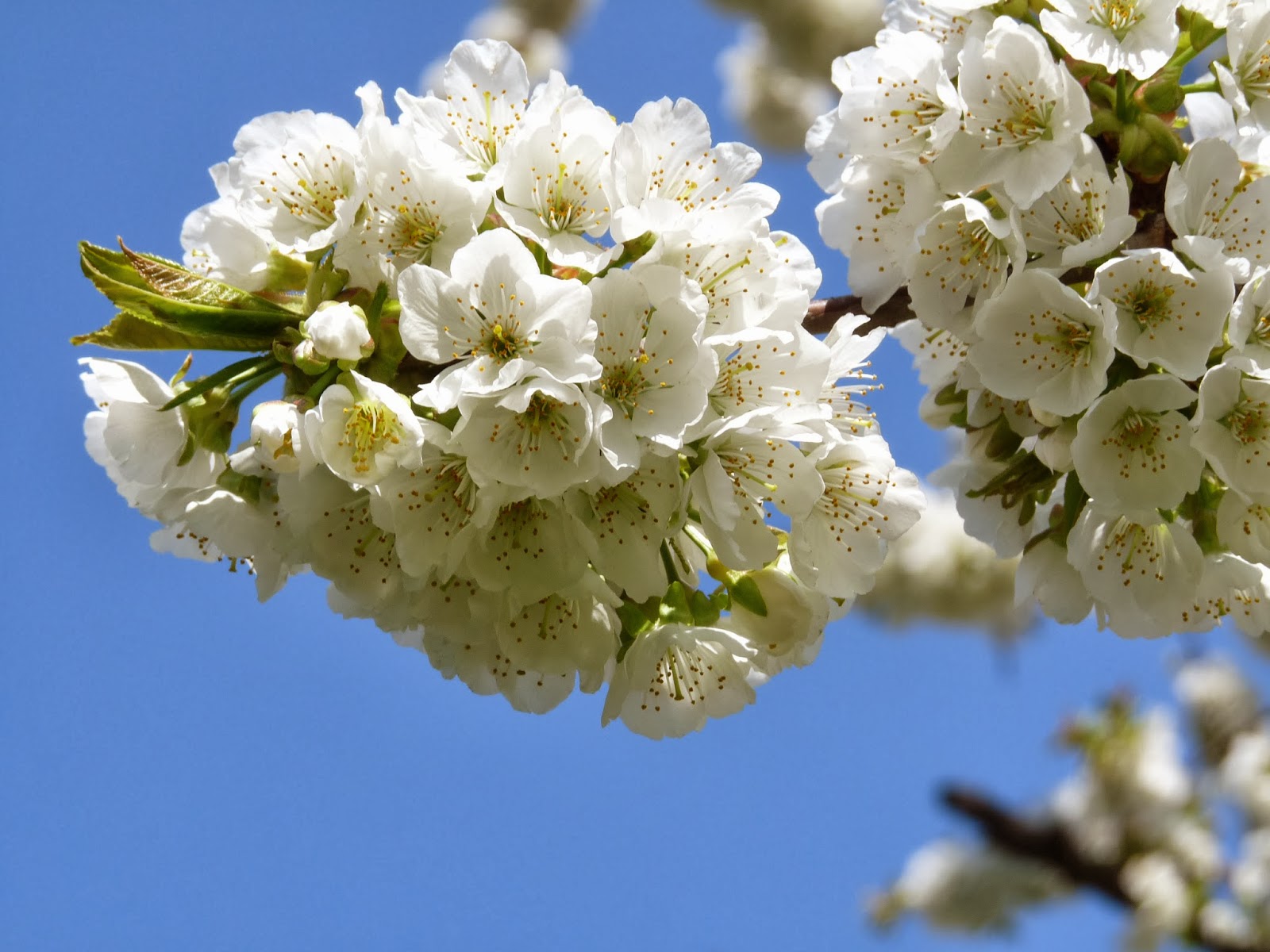 Trees Planet: Prunus avium - Wild Cherry - Gean