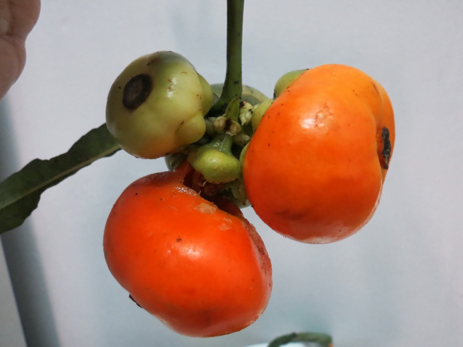 warna warni hidupku..............: Buah Apakah Ini?...Cupu..What Cupu?...