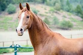 Equine knowledge: Behavior Flash Cards and a Quiz