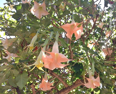 Mengobati Rematik Dengan Daun Kecubung - Seputar Herbal