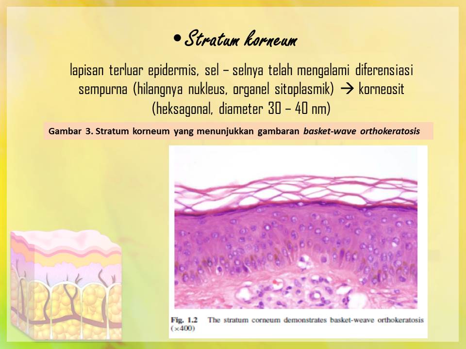 Reza Aditya Digambiro: Histologi Kulit Normal dan Perubahan yang ...