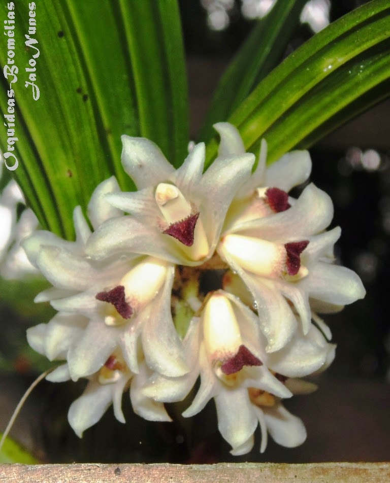 ORQUÍDEAS * BROMÉLIAS: 179 - Orquídea: Xylobium Foveatum