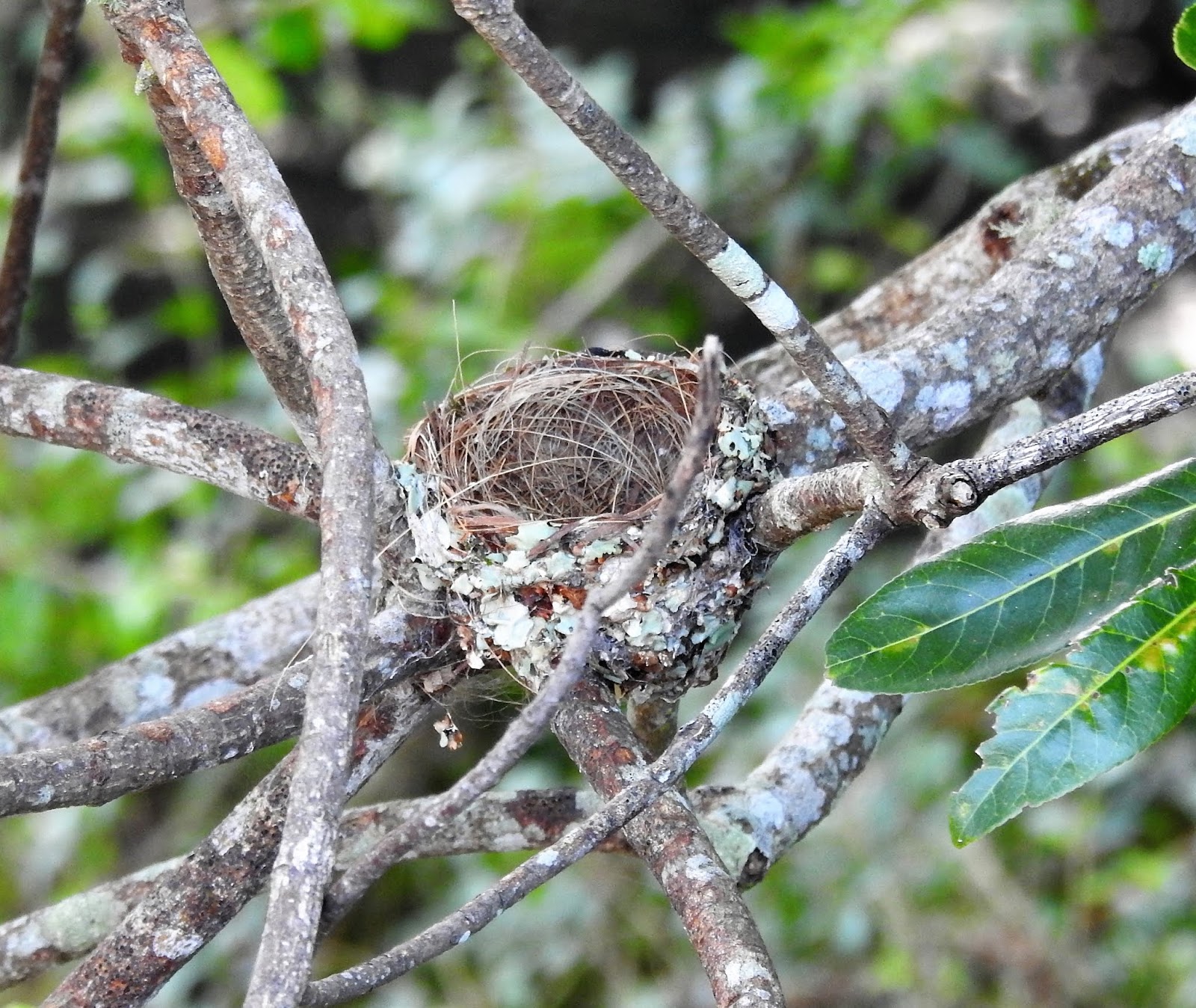 Snapshots of Beauty: THE AMAZING NESTING TREES OVER THE CREEK @ THE ...
