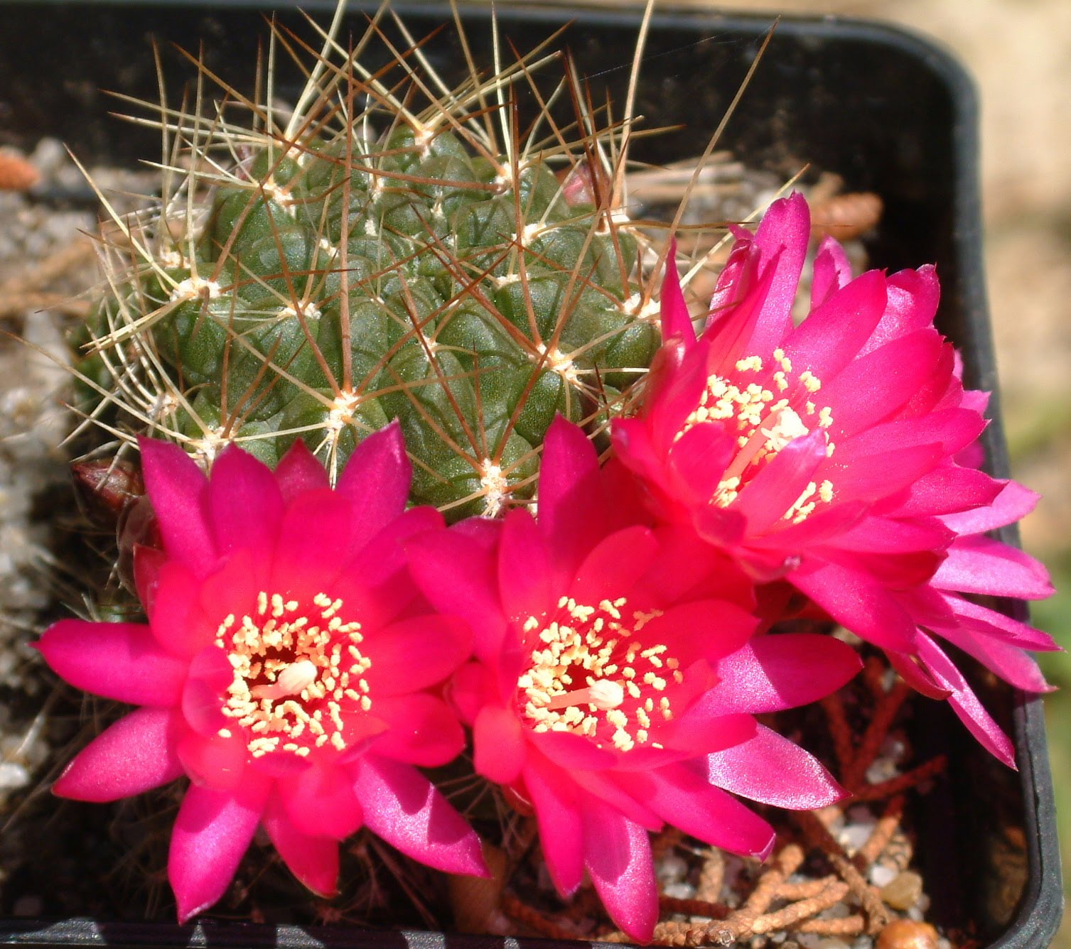 Rebutia, Aylostera y Weingartia: ¿Cuantas Rebutias hay?