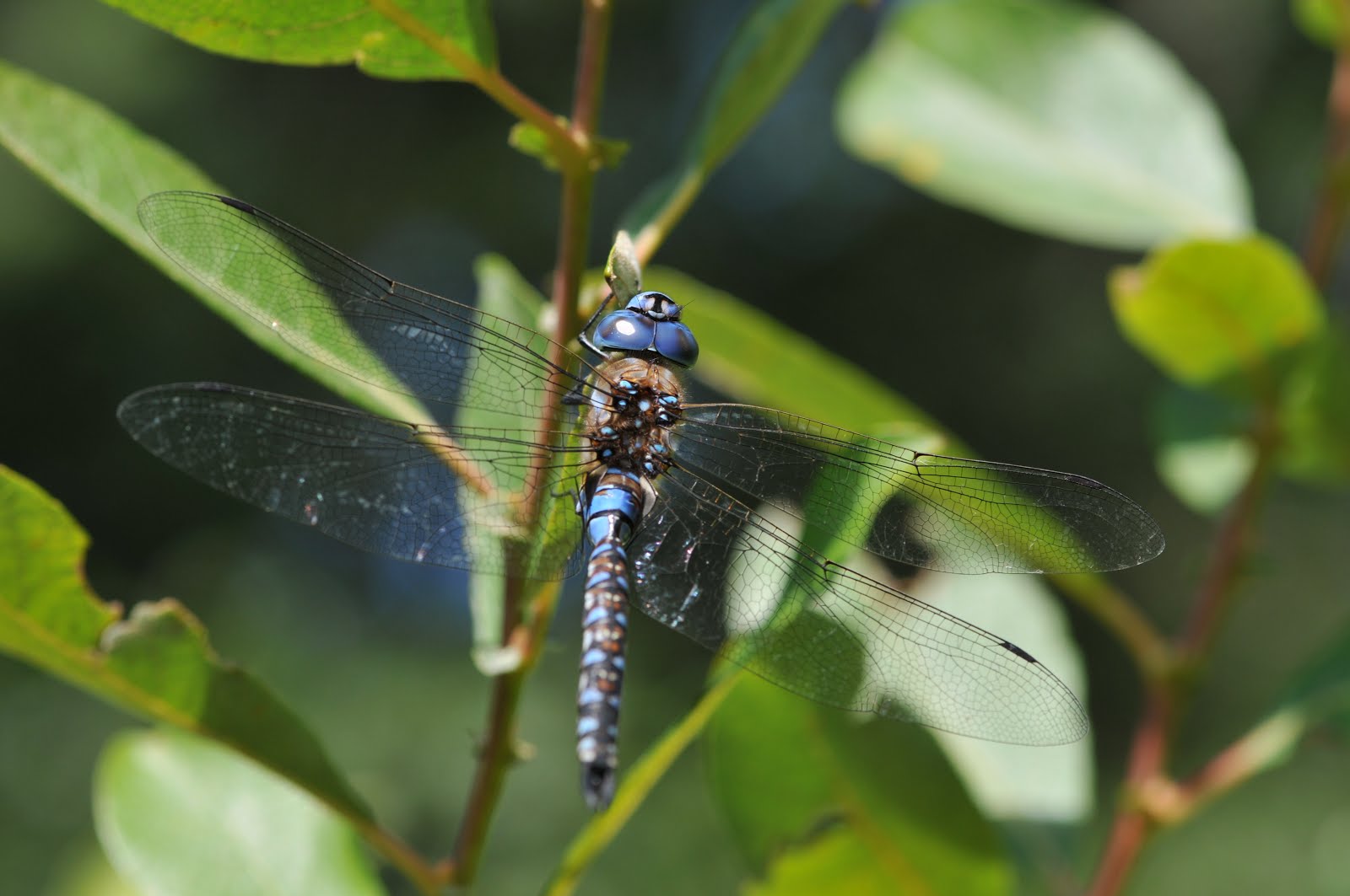 The Dragonfly Whisperer: Species Spotlight: Blue-eyed Darner