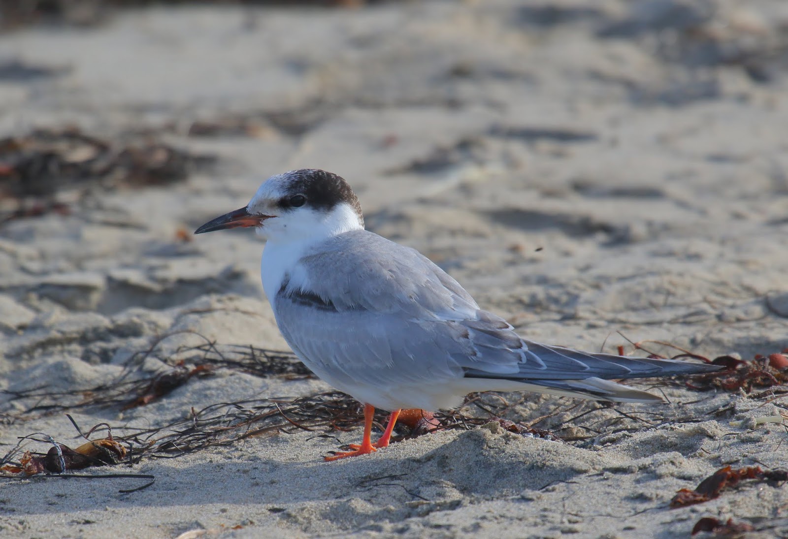 Common Tern at Imperial Beach - Greg in San Diego