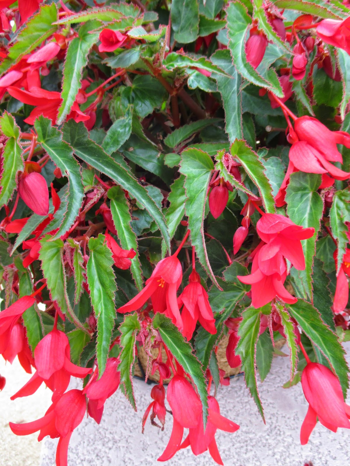 Rotary Botanical Gardens - Hort Blog: Begonias for the Basket!