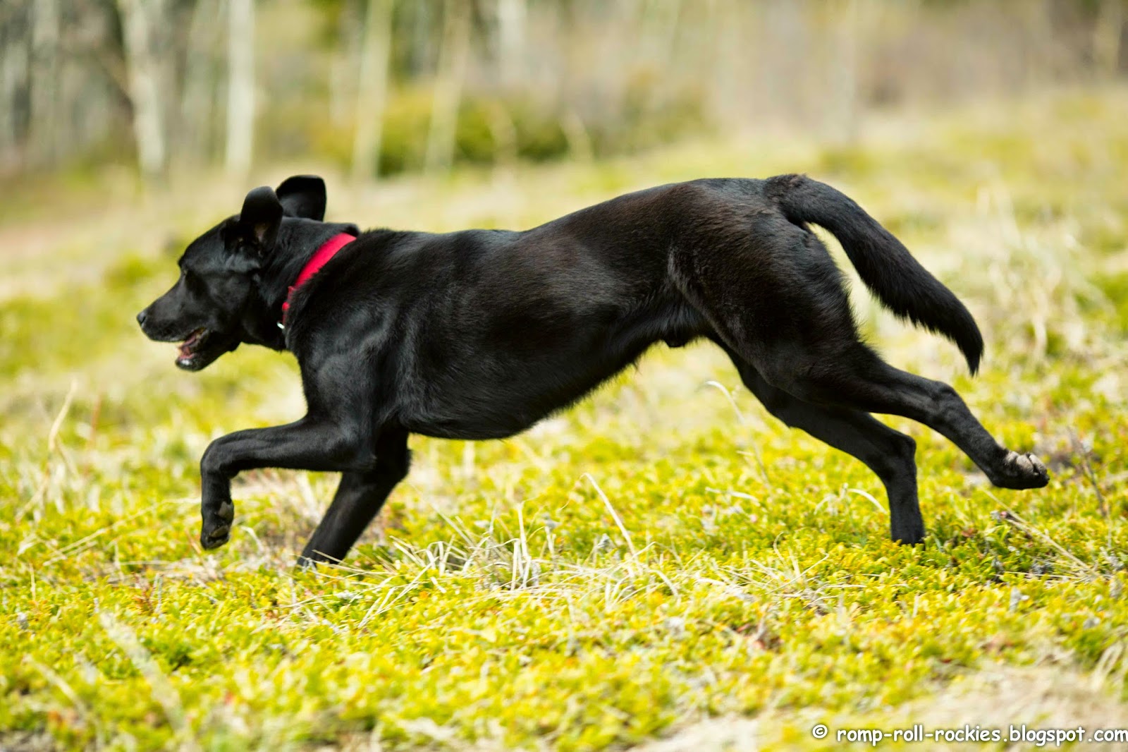 Romping and Rolling in the Rockies: Black Dog Sunday