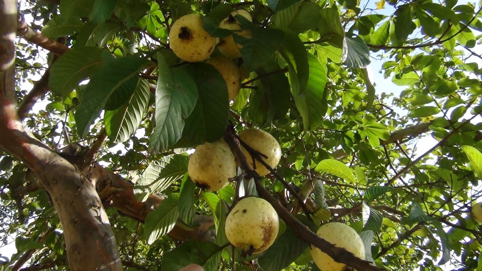 O que tem no pé de goiaba - The Handmaid's Tale Brasil