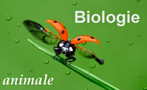 aljame3a: Cours de Biologie Animale BCG S3 pdf telecharge