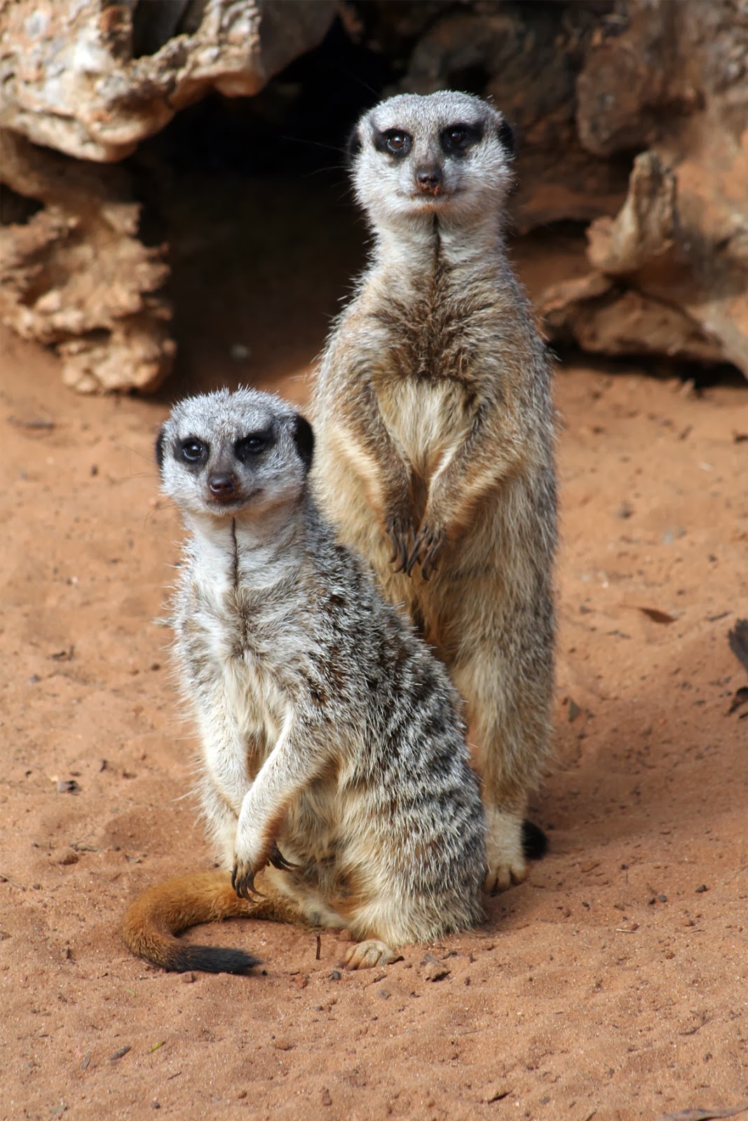 Meerkat HD Wallpapers | High Definiton Wallpaper Compilation