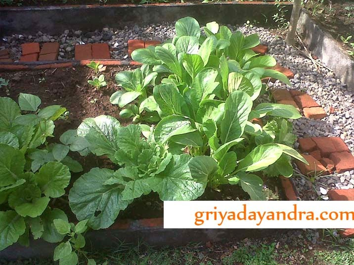 membuat taman sayur dirumah yuks... ~ My home sweet home