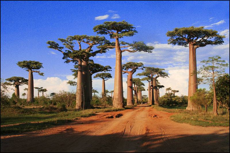 FOTO VALUE : POHON UNIK BAOBAB TREES